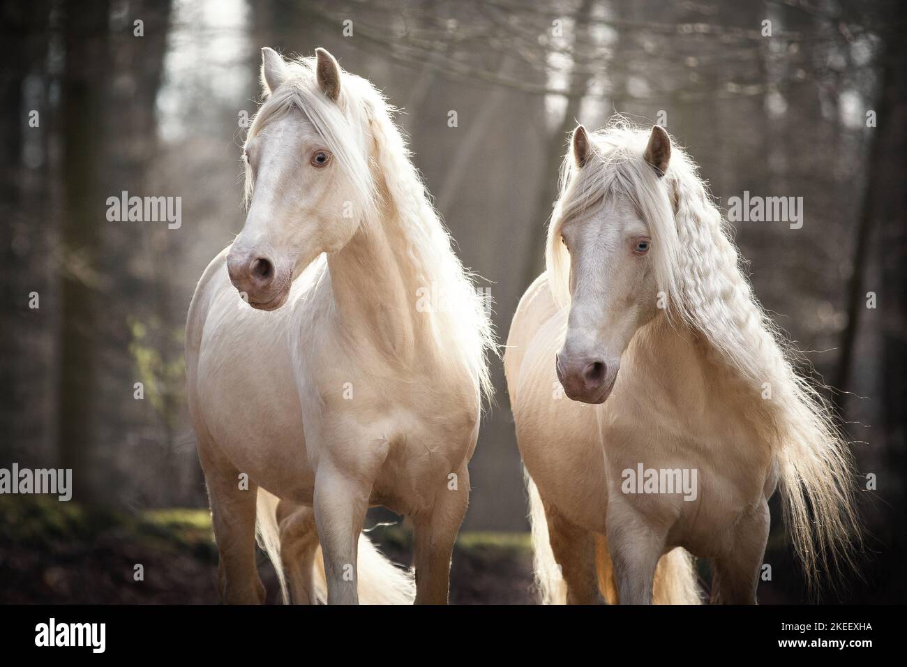 Welsh cobs hi-res stock photography and images - Alamy