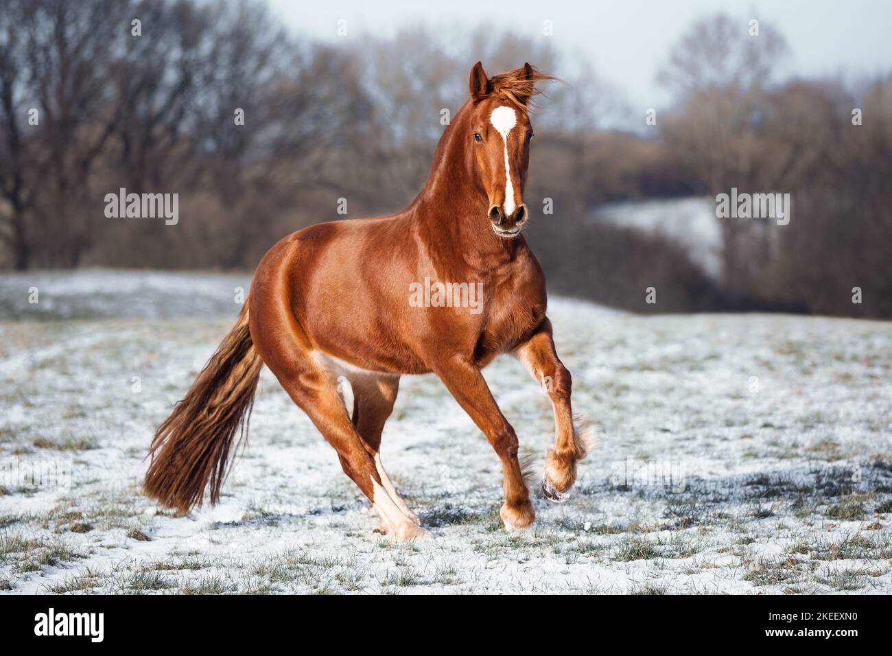 Welsh Cob mare Stock Photo - Alamy