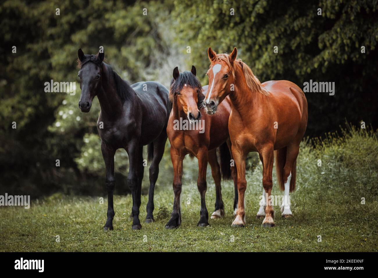 Welsh cobs hi-res stock photography and images - Alamy