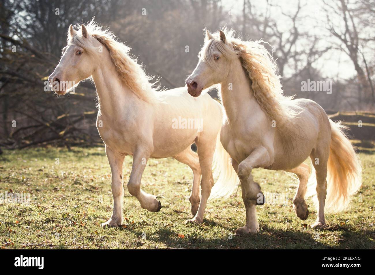 Welsh cobs hi-res stock photography and images - Alamy