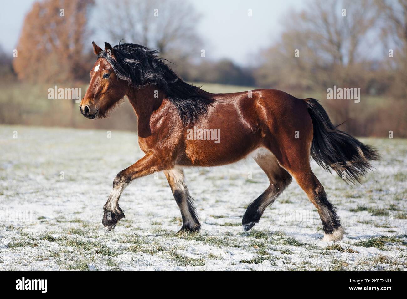 Welsh Cob mare Stock Photo - Alamy