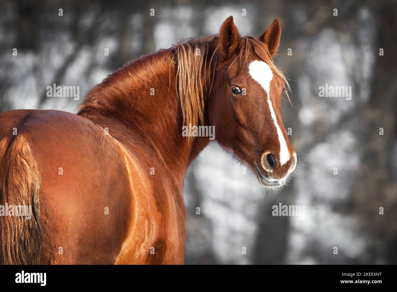 Cob mare hi-res stock photography and images - Alamy
