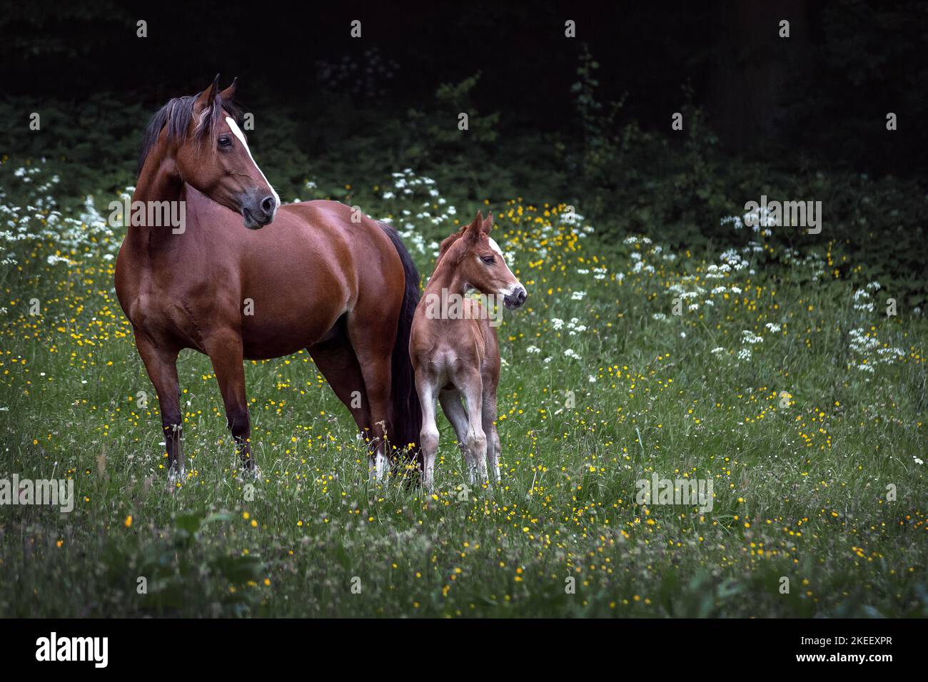 Welsh cobs hi-res stock photography and images - Alamy