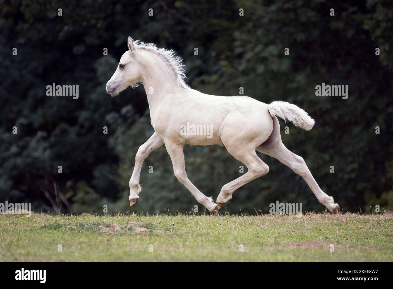 Welsh Cob foal Stock Photo - Alamy
