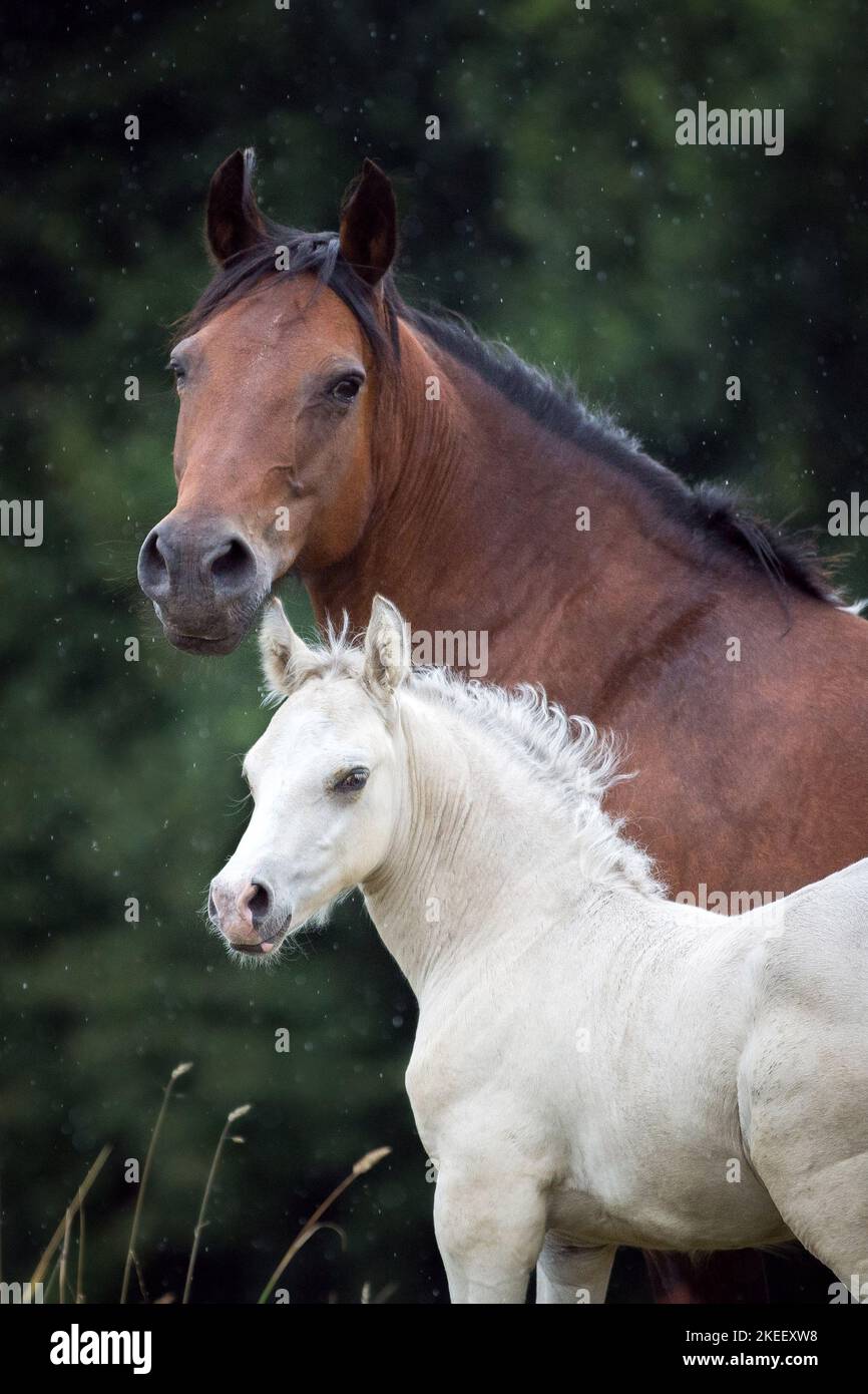 Welsh cobs hi-res stock photography and images - Alamy