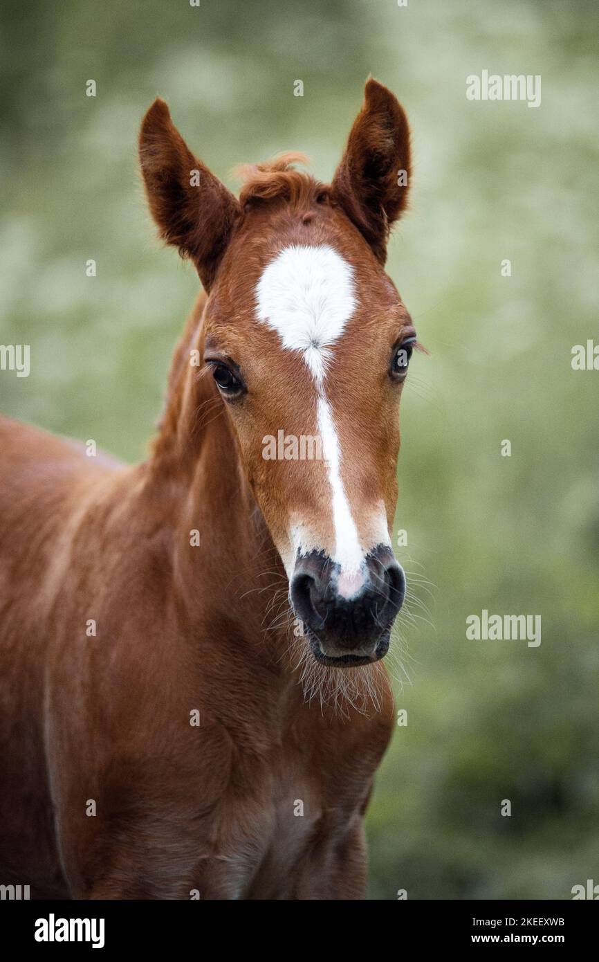 Welsh Cob foal Stock Photo - Alamy