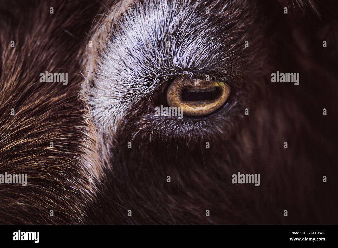 Goat details hi-res stock photography and images - Alamy