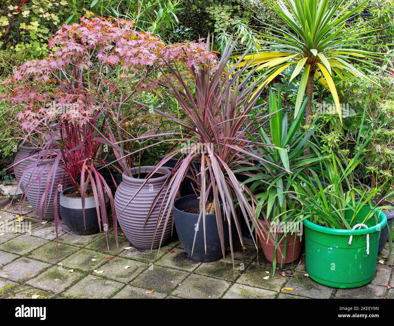 Large pot plants hi-res stock photography and images - Alamy