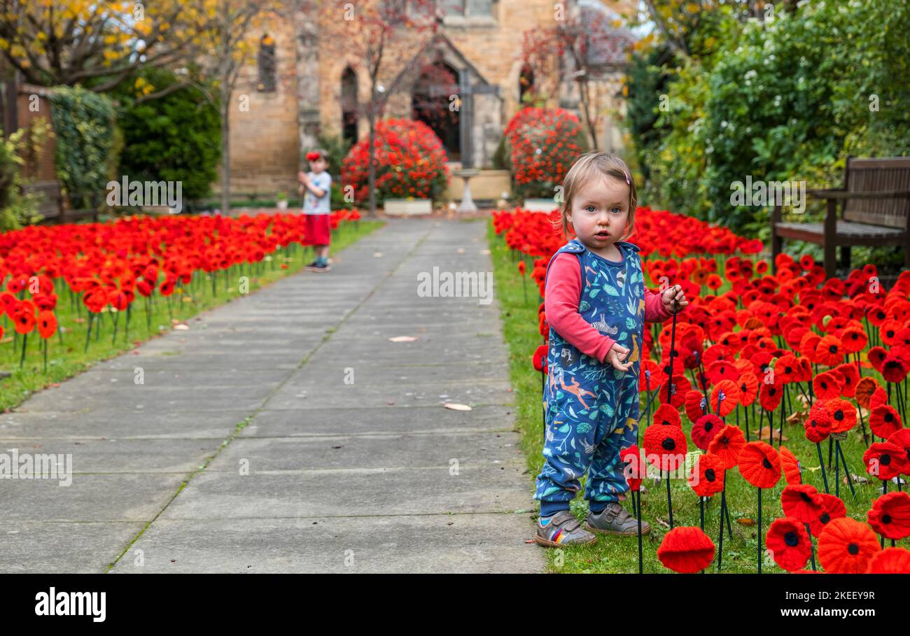 Musselburgh, East Lothian, Scotland, UK, 12th November 2022. Poppy ...