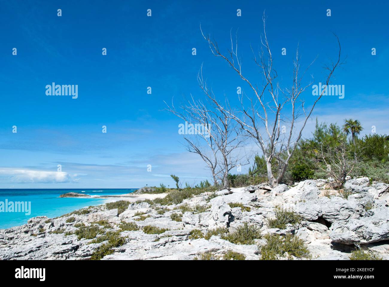 The scenic view of a rocky shore with dry trees on uninhabited Half ...