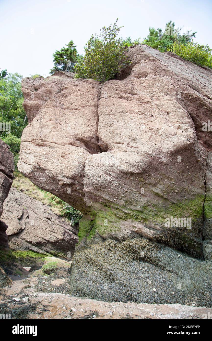 The eroded rock formation in Hopewell Rocks park famous for its ...