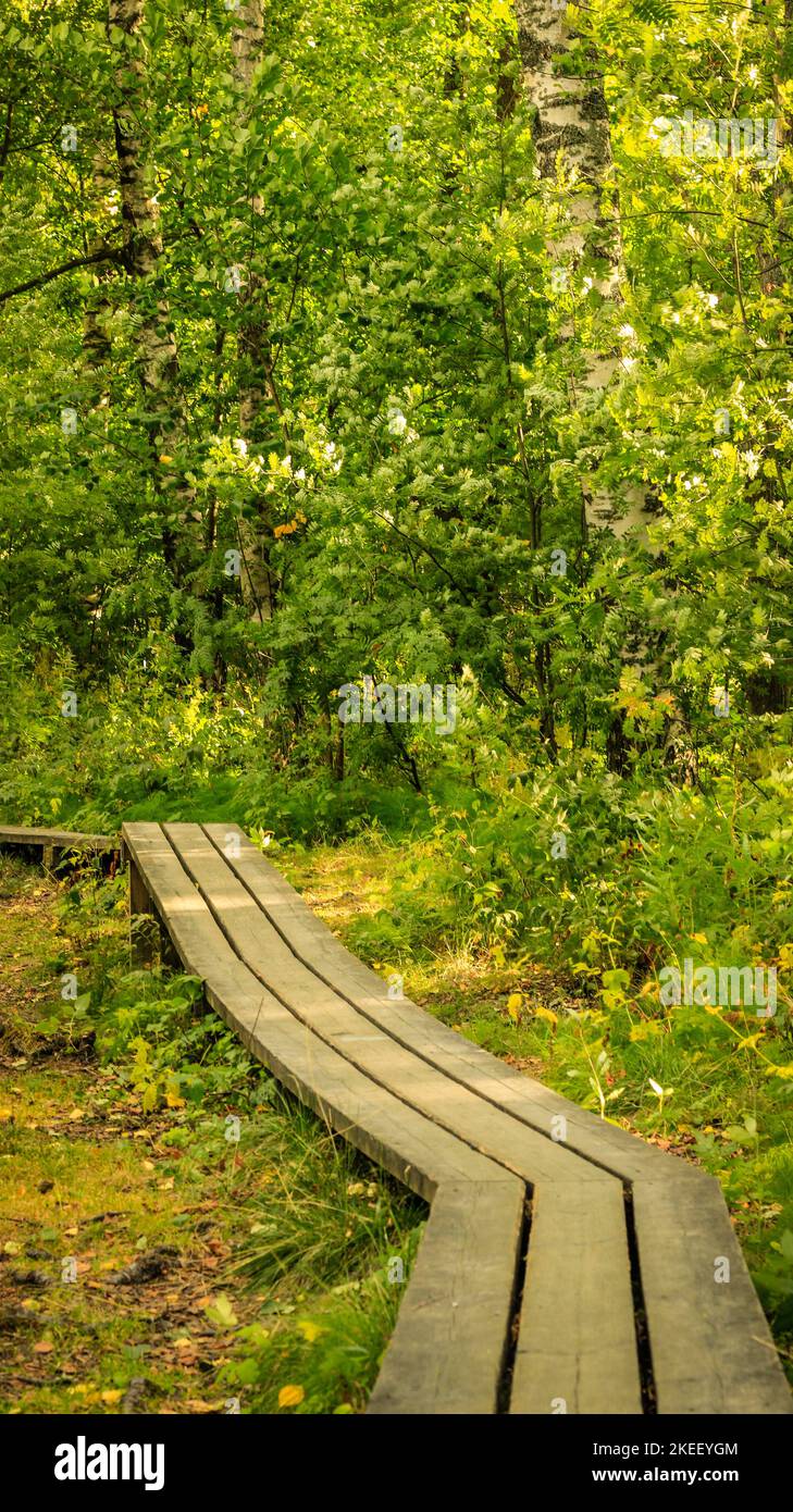 A vertical of a wooden walking trail in a park surrounded by green ...