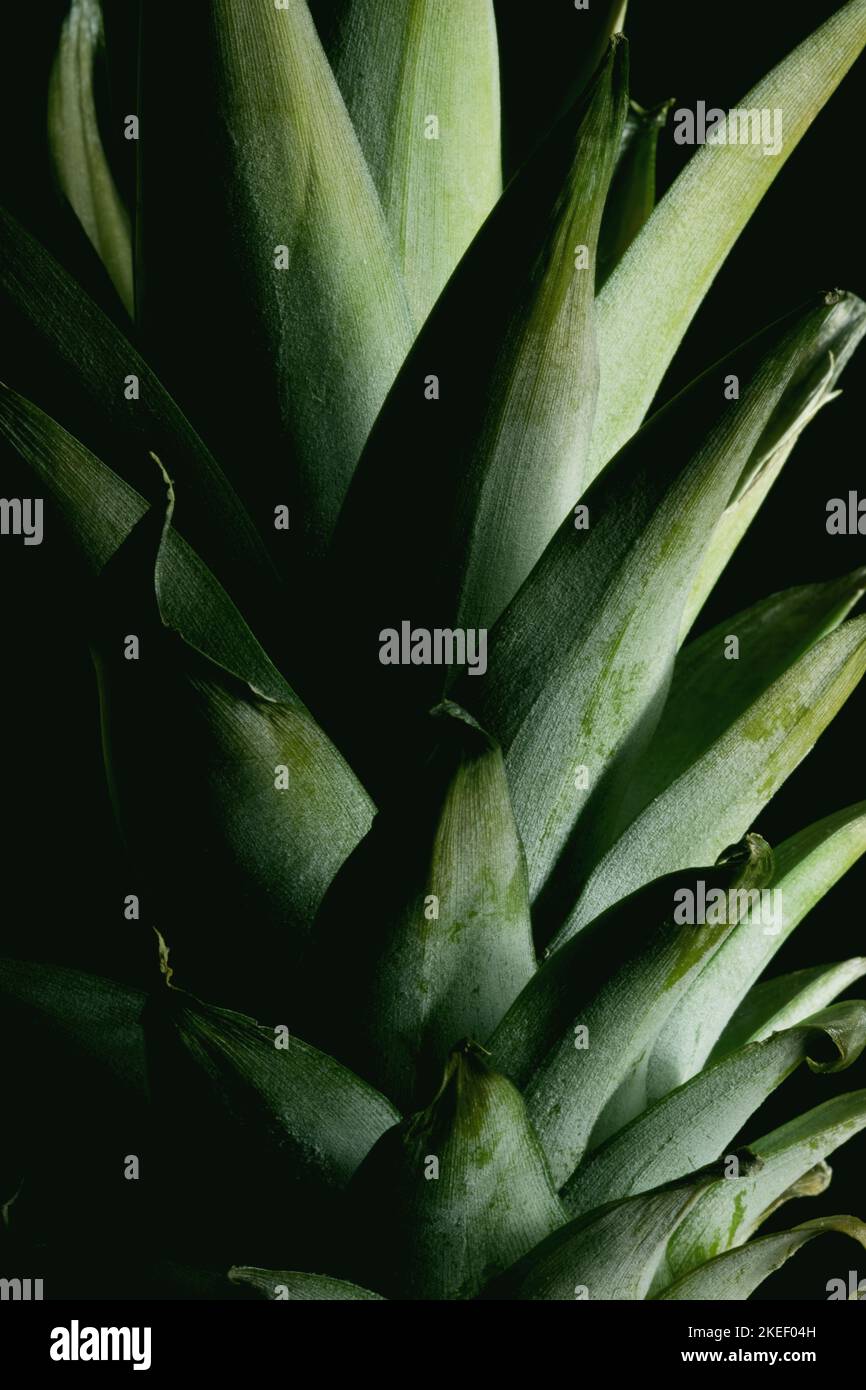 Pineapple leaves hi-res stock photography and images - Alamy