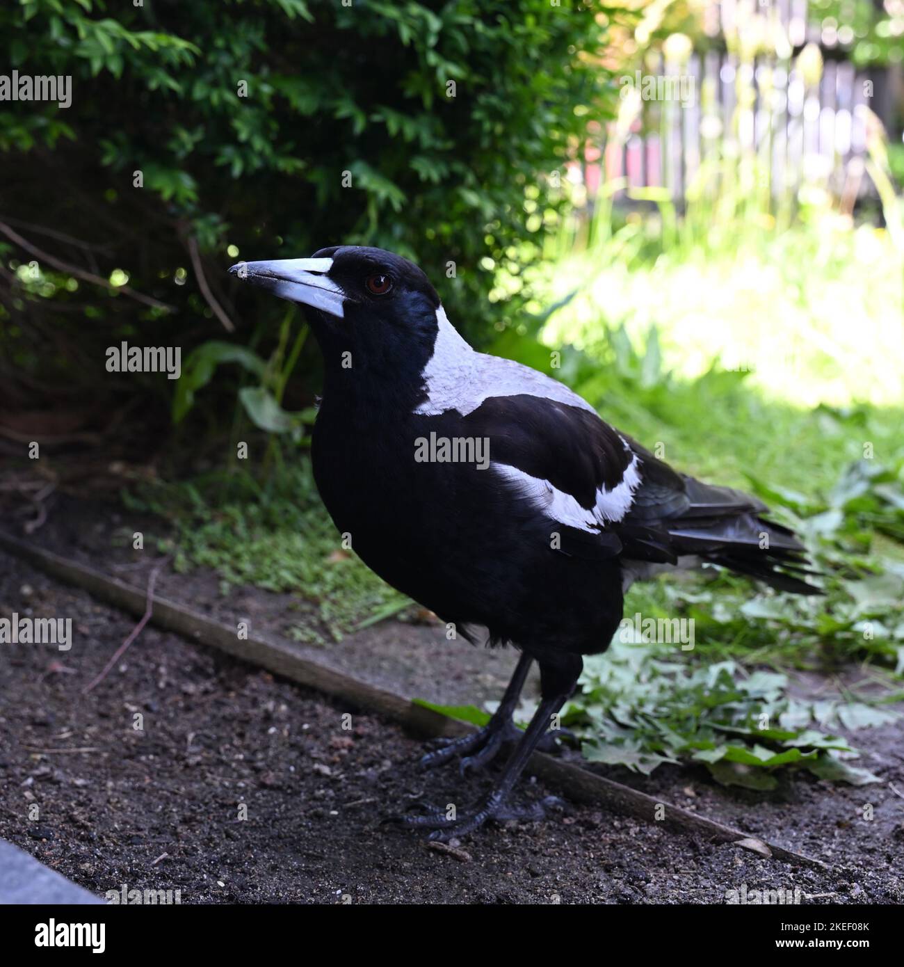 Friendly female Australian magpie standing in the shade at the edge of ...