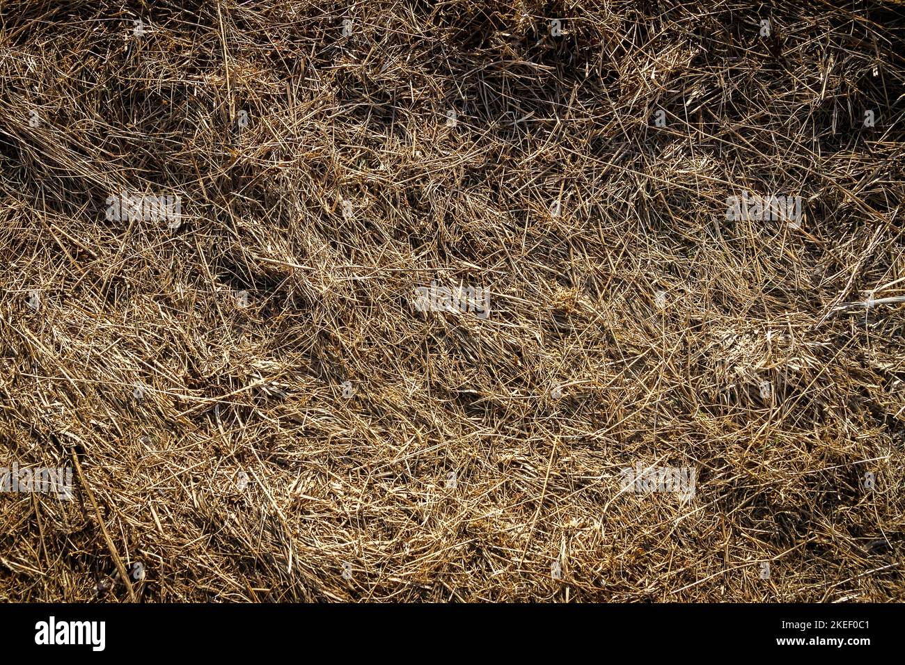 Closeup of old aged dry grass straw texture background. Macro of a ...