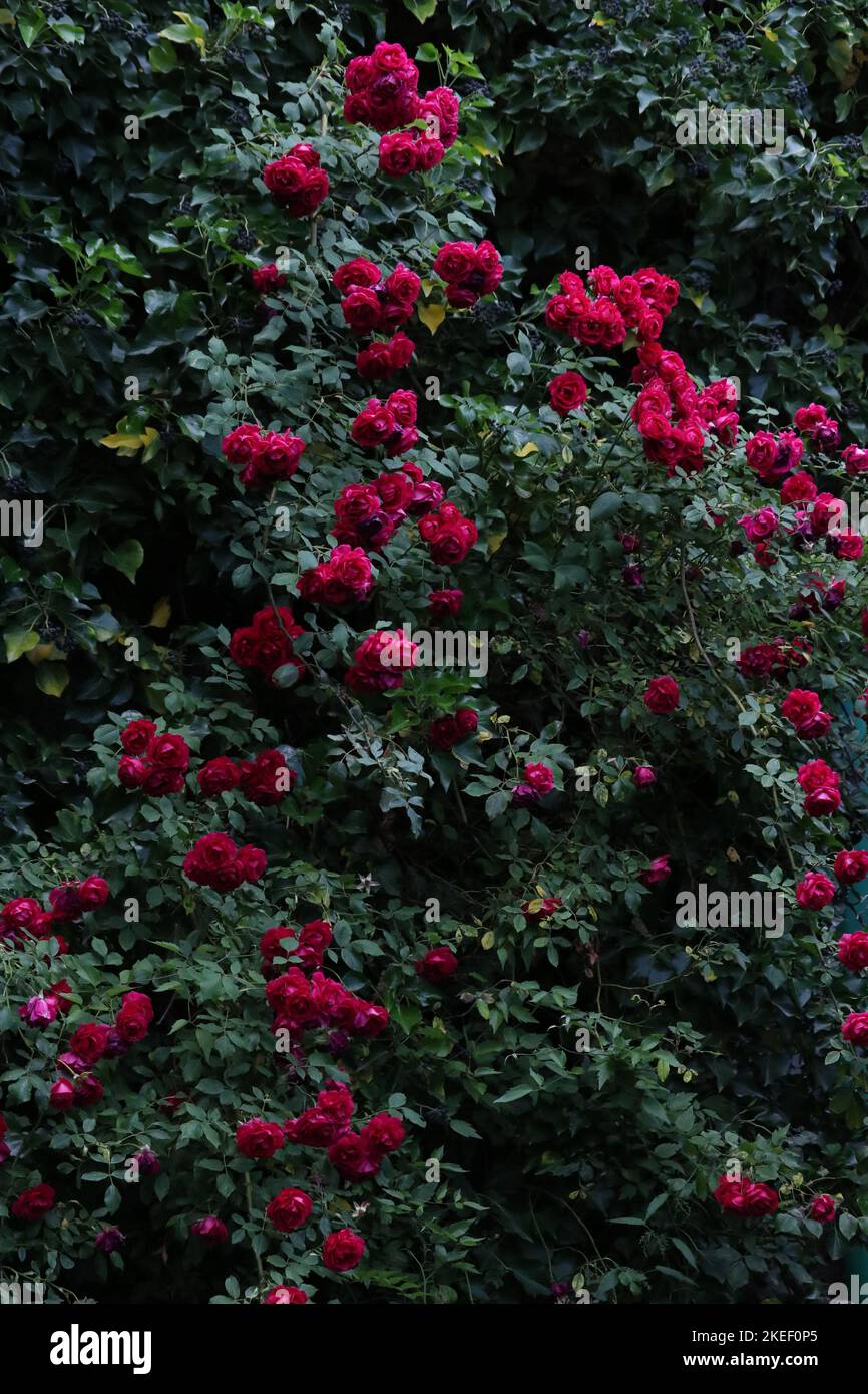 A vertical view of a rose bush Stock Photo - Alamy