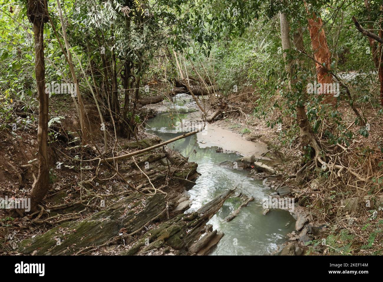 polluted stream in rainforest Cuiaba, brazil. July Stock Photo - Alamy