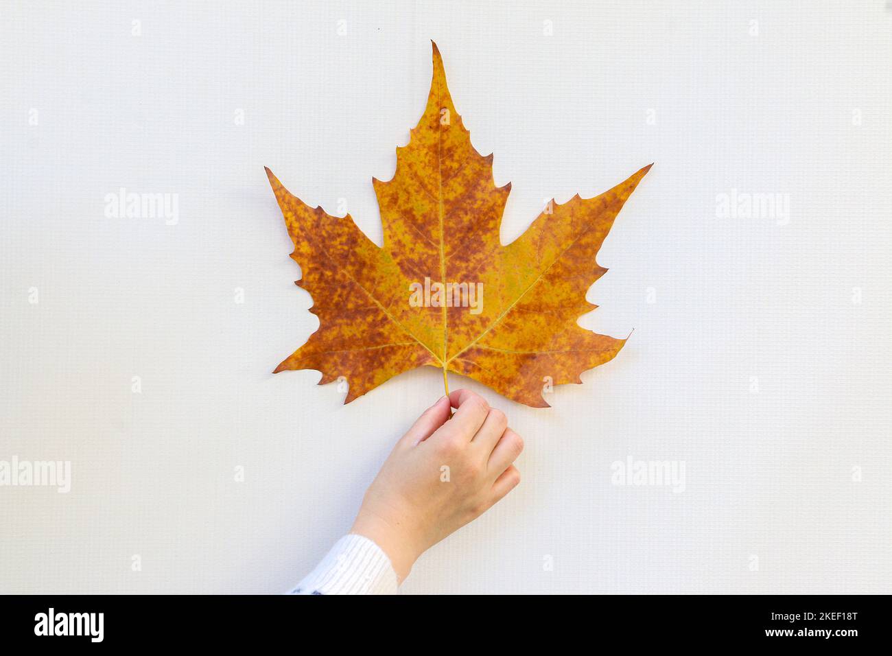 Hand holding a sycamore leaf hi-res stock photography and images - Alamy