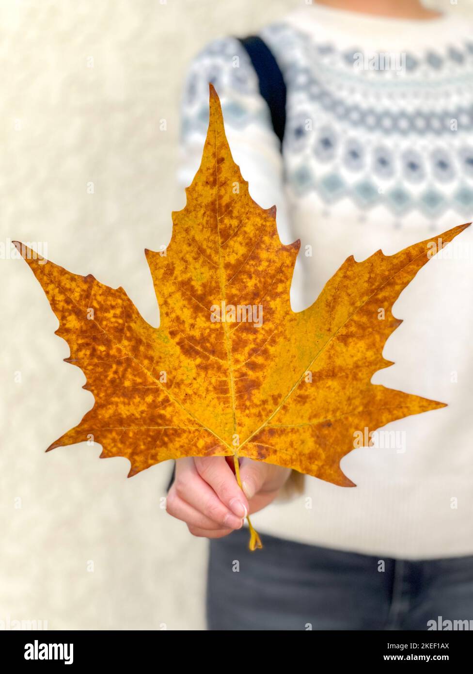 Close up of beautiful yellow golden Autumn Sycamore leaf being held in ...