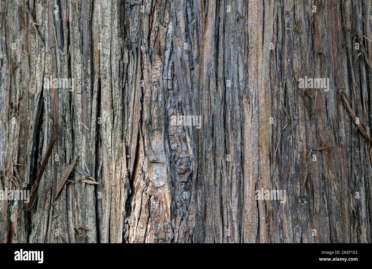 Texture and lines of a tree trunk Stock Photo - Alamy