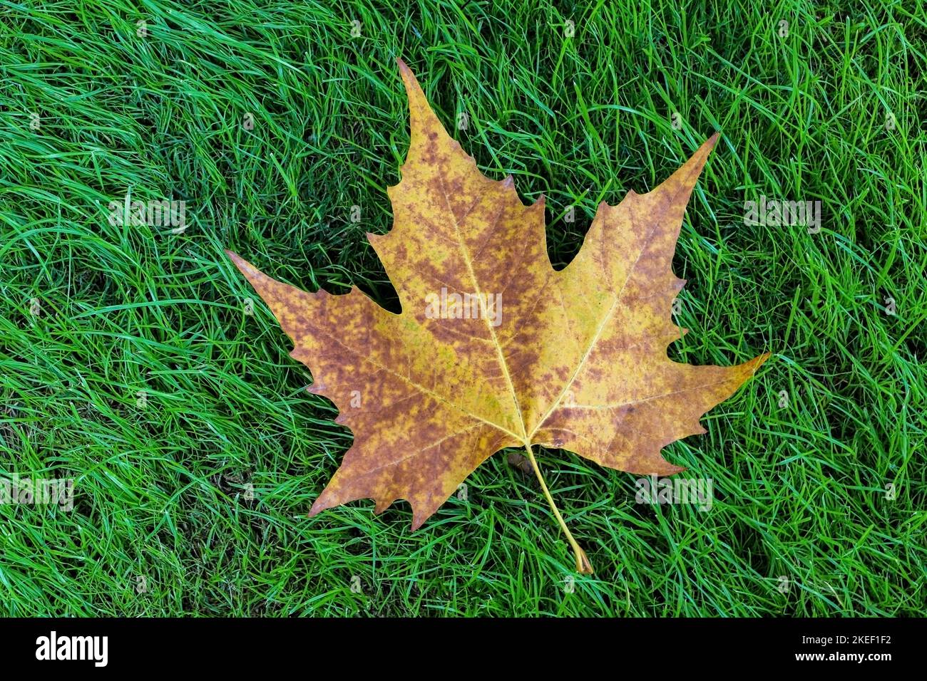 A single beautiful Autumn Sycamore leaf turning yellow and golden ...