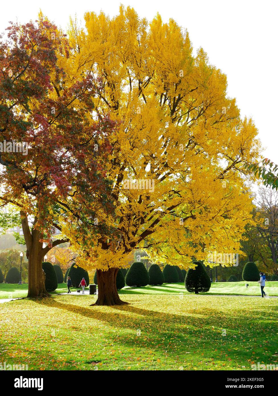 The Boston Public Garden in the Fall Season with its colorful foliage ...