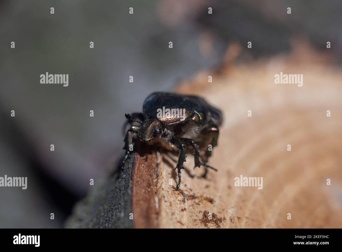 Copper beetle Protaetia cuprea Stock Photo - Alamy