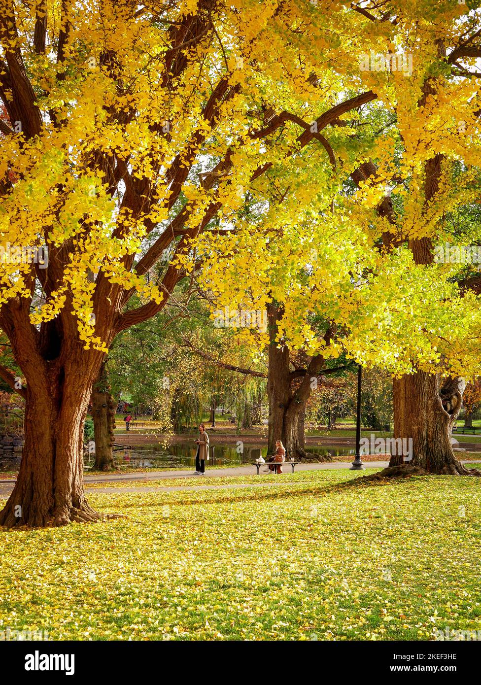 The Boston Public Garden in the Fall Season with its colorful foliage ...
