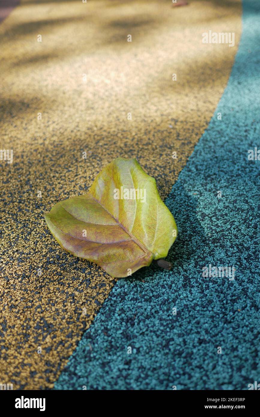 Dry brown leaf on wooden background Stock Photo - Alamy