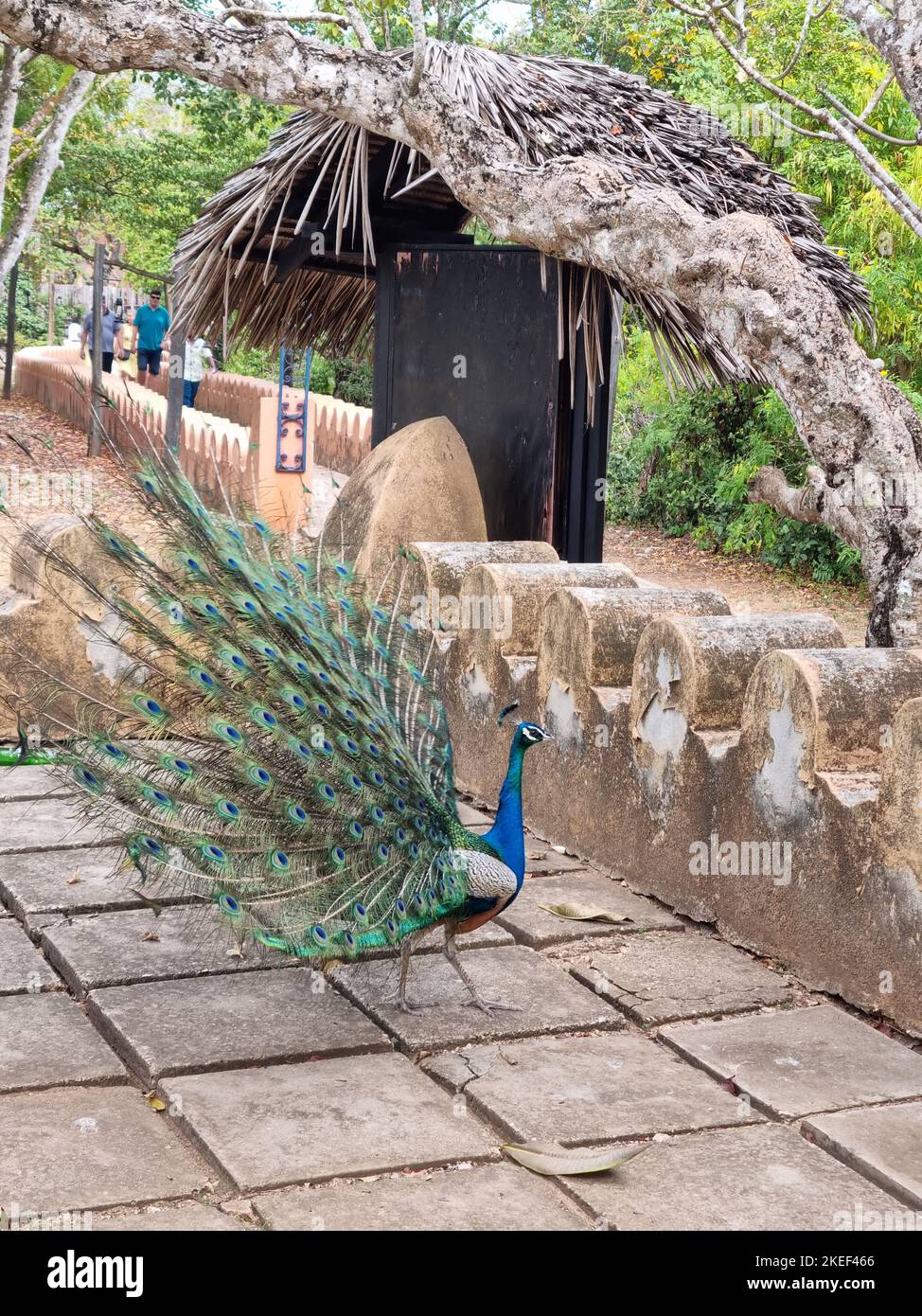 Courtship and mating by animals hi-res stock photography and images - Alamy