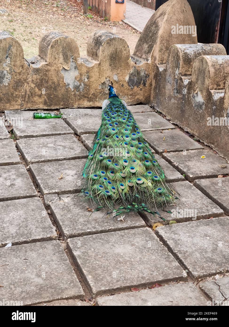 A male peacock in the courtship dance Stock Photo - Alamy