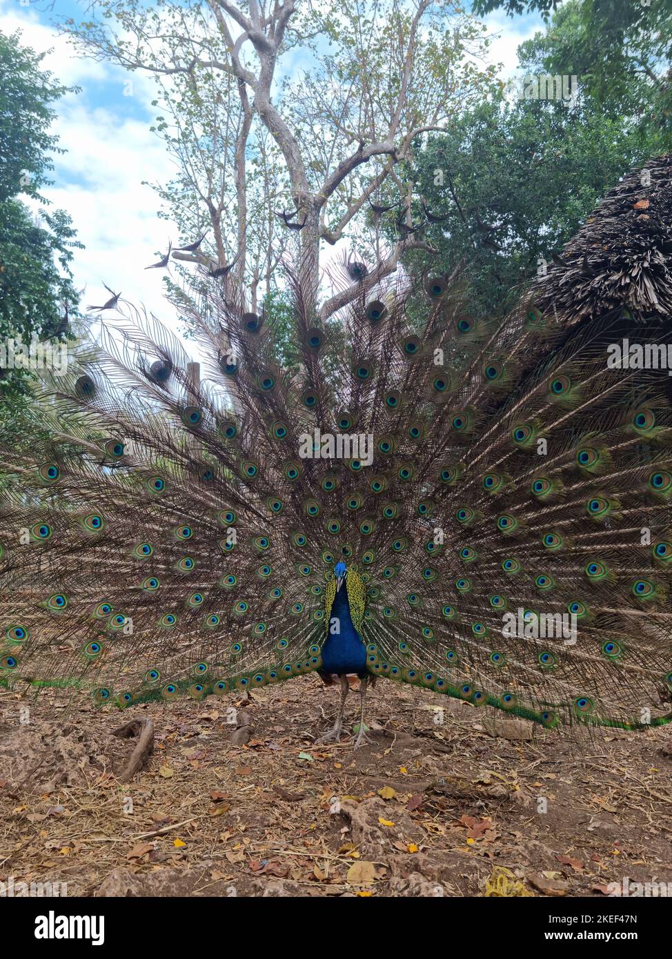 Australian peacock hi-res stock photography and images - Alamy