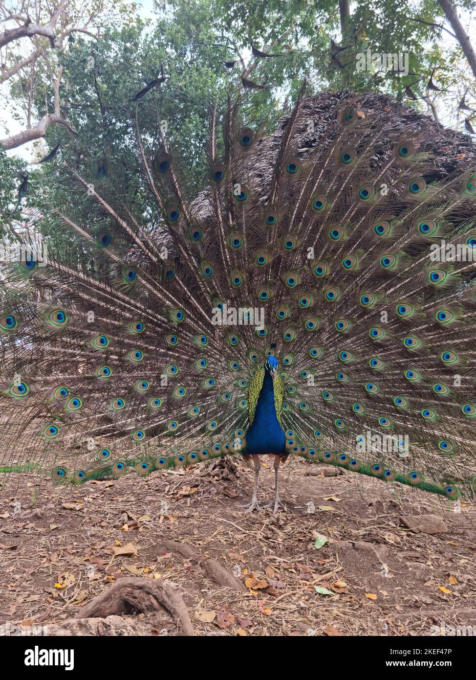 A male peacock in the courtship dance Stock Photo - Alamy