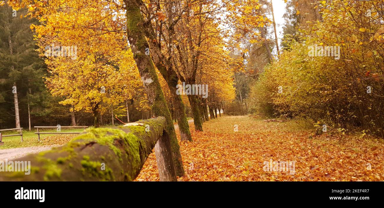 autumn landscape with its beautiful colors Stock Photo - Alamy