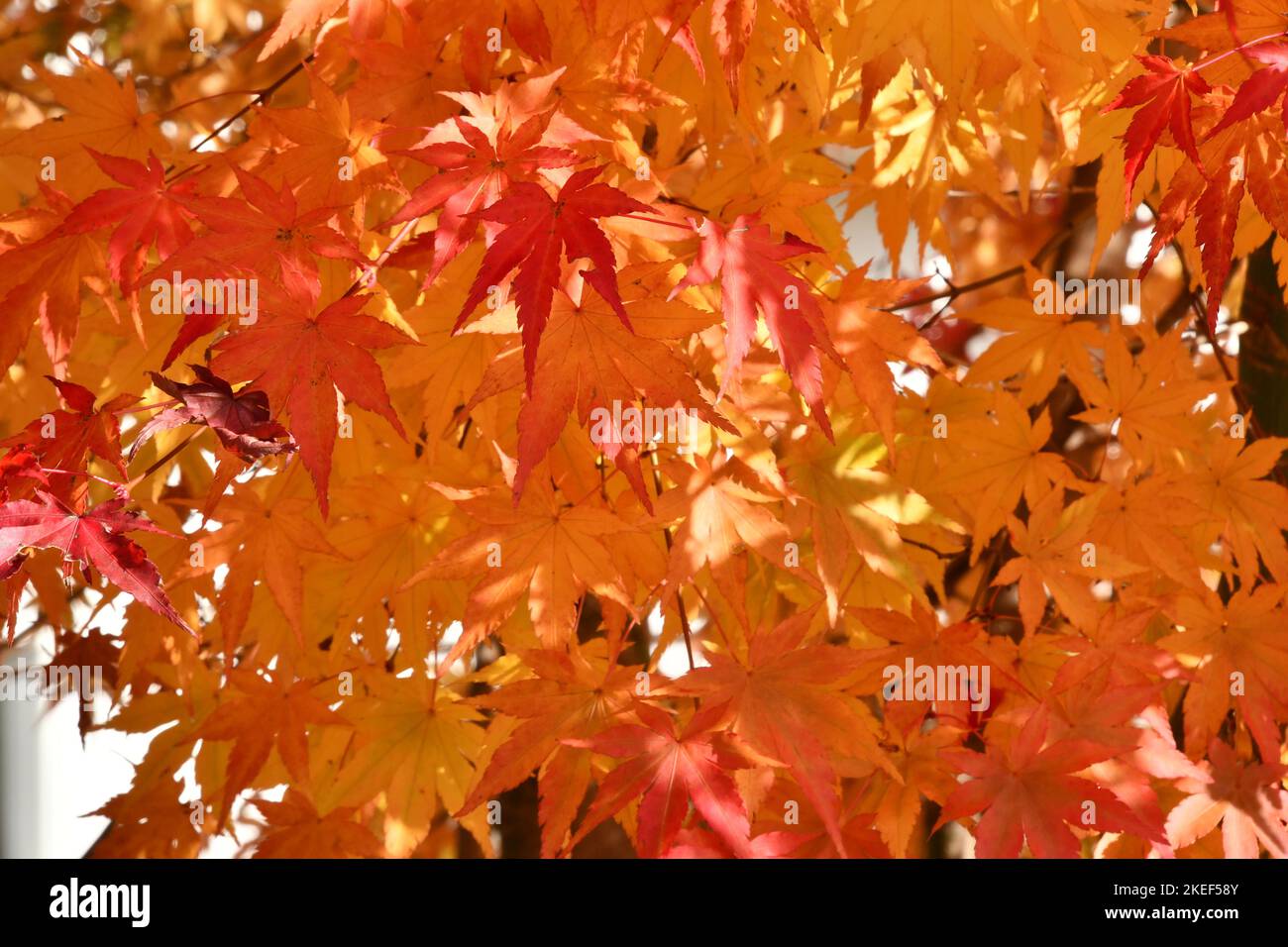 the wonderful colors of the maple in autumn Stock Photo - Alamy