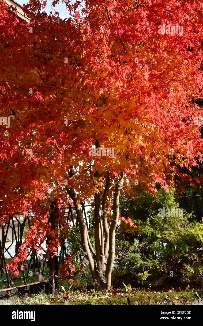 the wonderful colors of the maple in autumn Stock Photo - Alamy