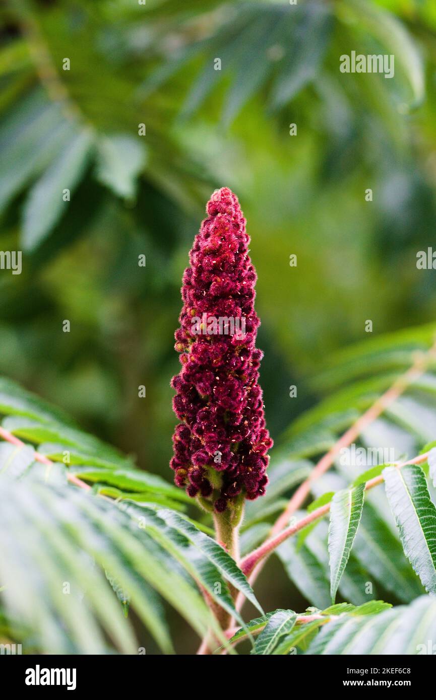 A vertical closeup of a staghorn sumac plant Stock Photo - Alamy