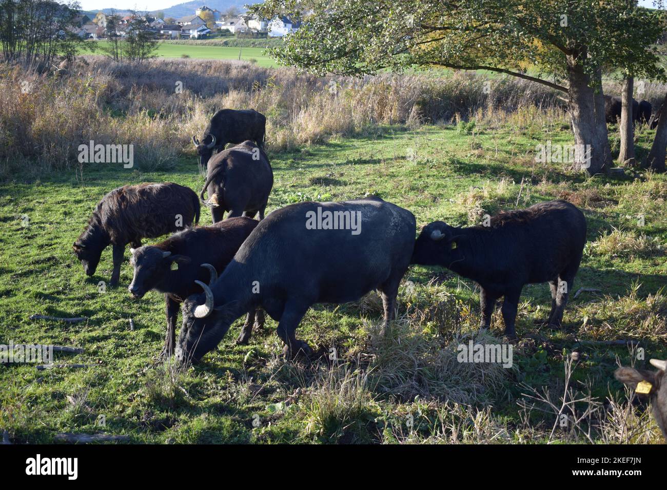 water buffalo herd in the swampland Stock Photo - Alamy