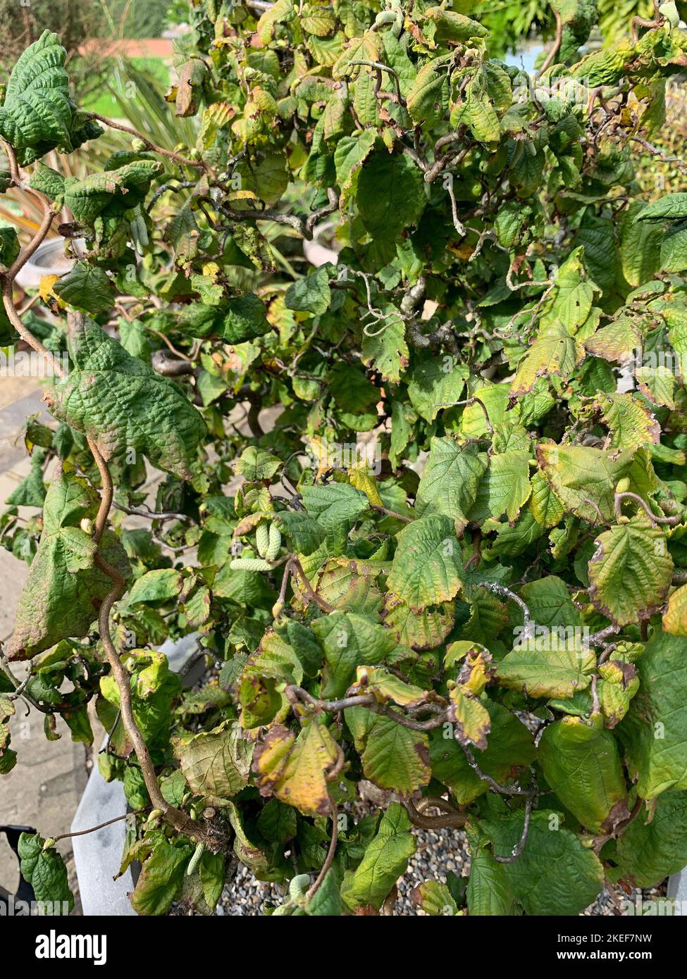 Close up of the contorted and twisted stems and leaves of the deciduous ...
