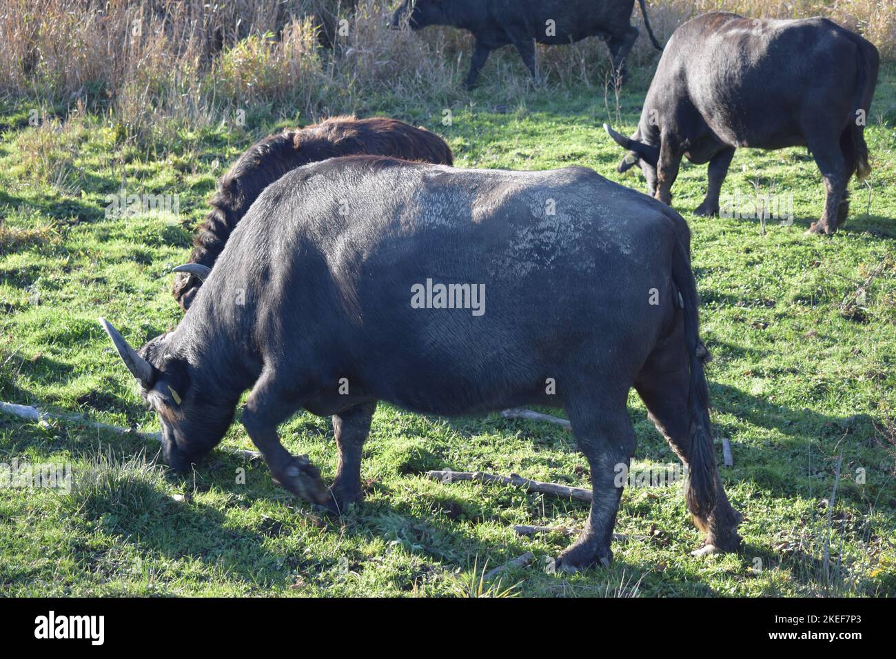 water buffalo herd in the swampland Stock Photo - Alamy