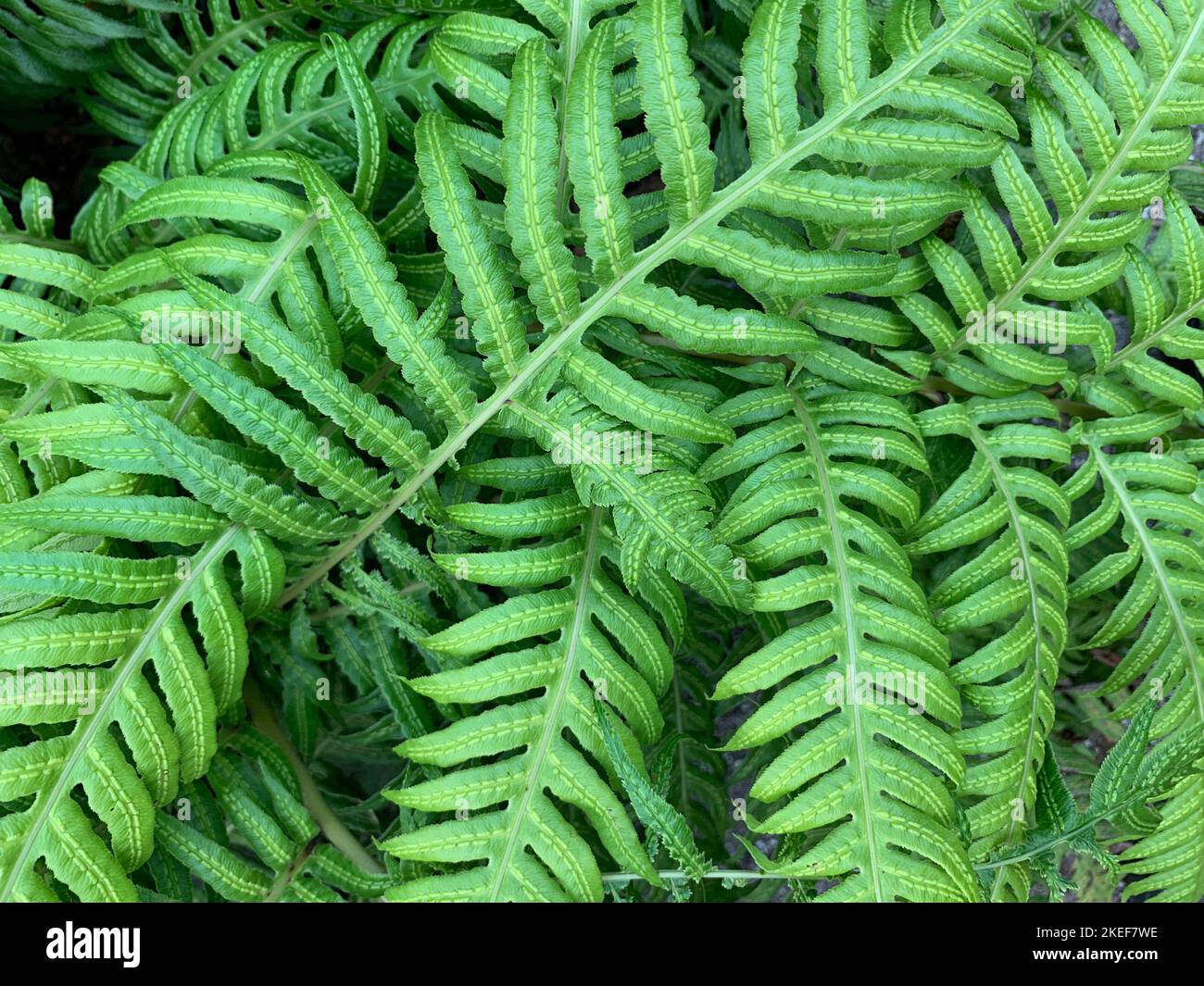 Close up of the green fronds of the evergreen Woodwardia radicans fern ...