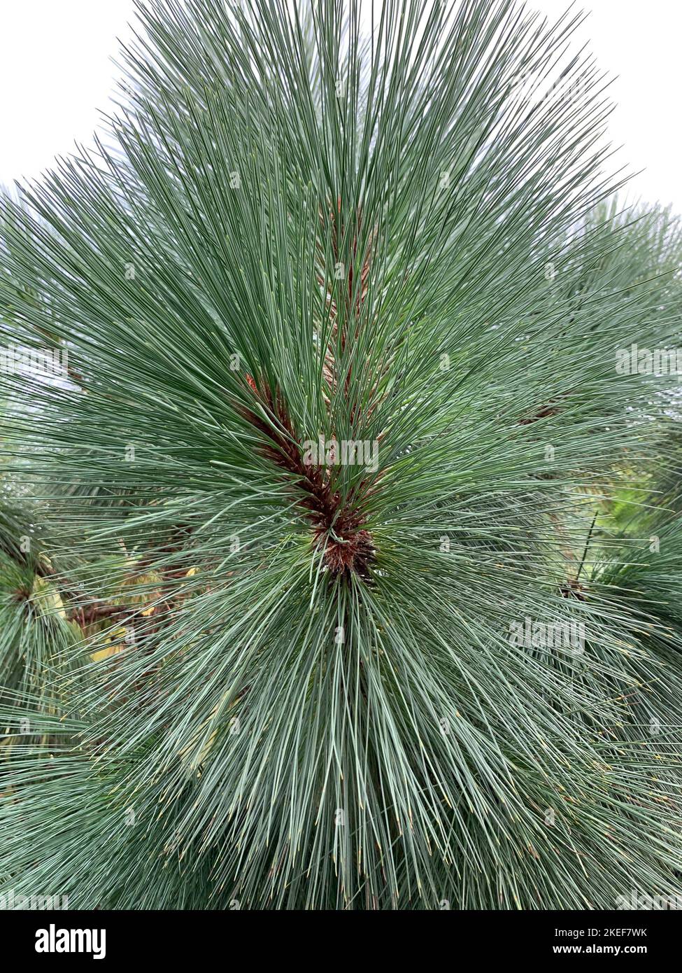 Close up of a stem with long evergreen pine needles of the perennial ...