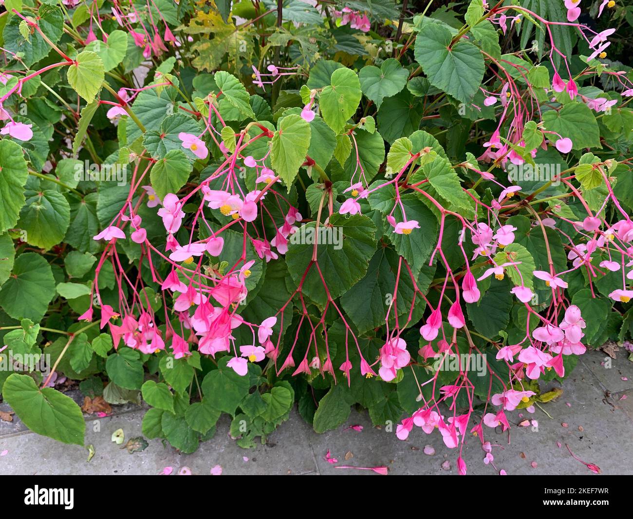 Close up of the pink flowers of the hardy tuberous perennial garden ...