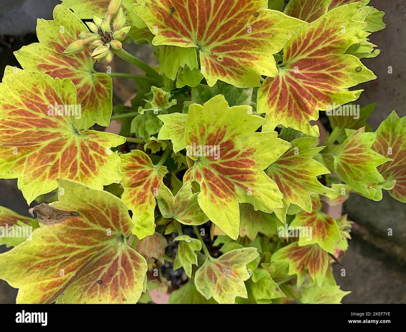 Illustrative closeup of the variegated leaves of the tender evergreen ...