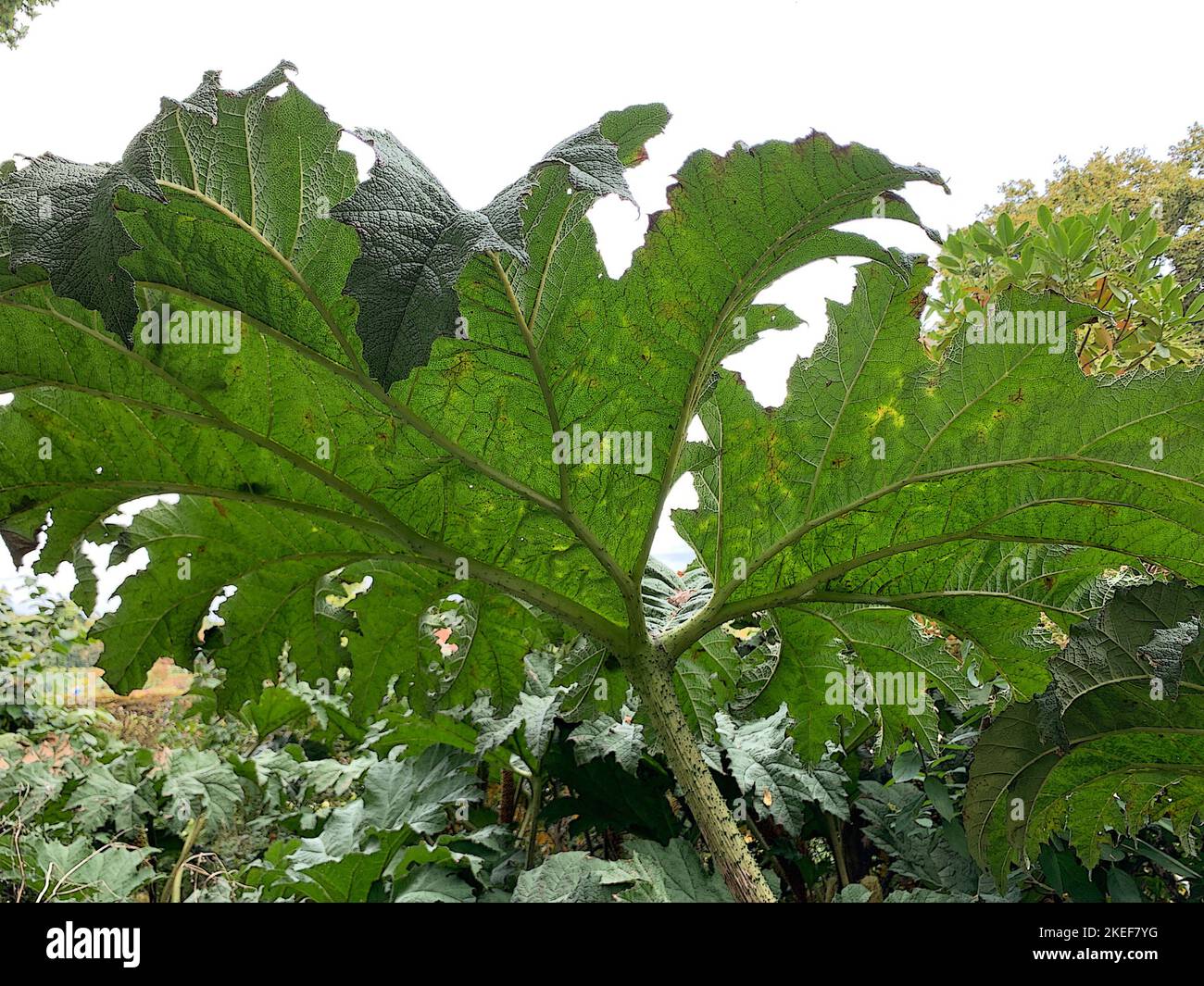 Illustrative close up of the large leaves of the herbaceous perennial ...