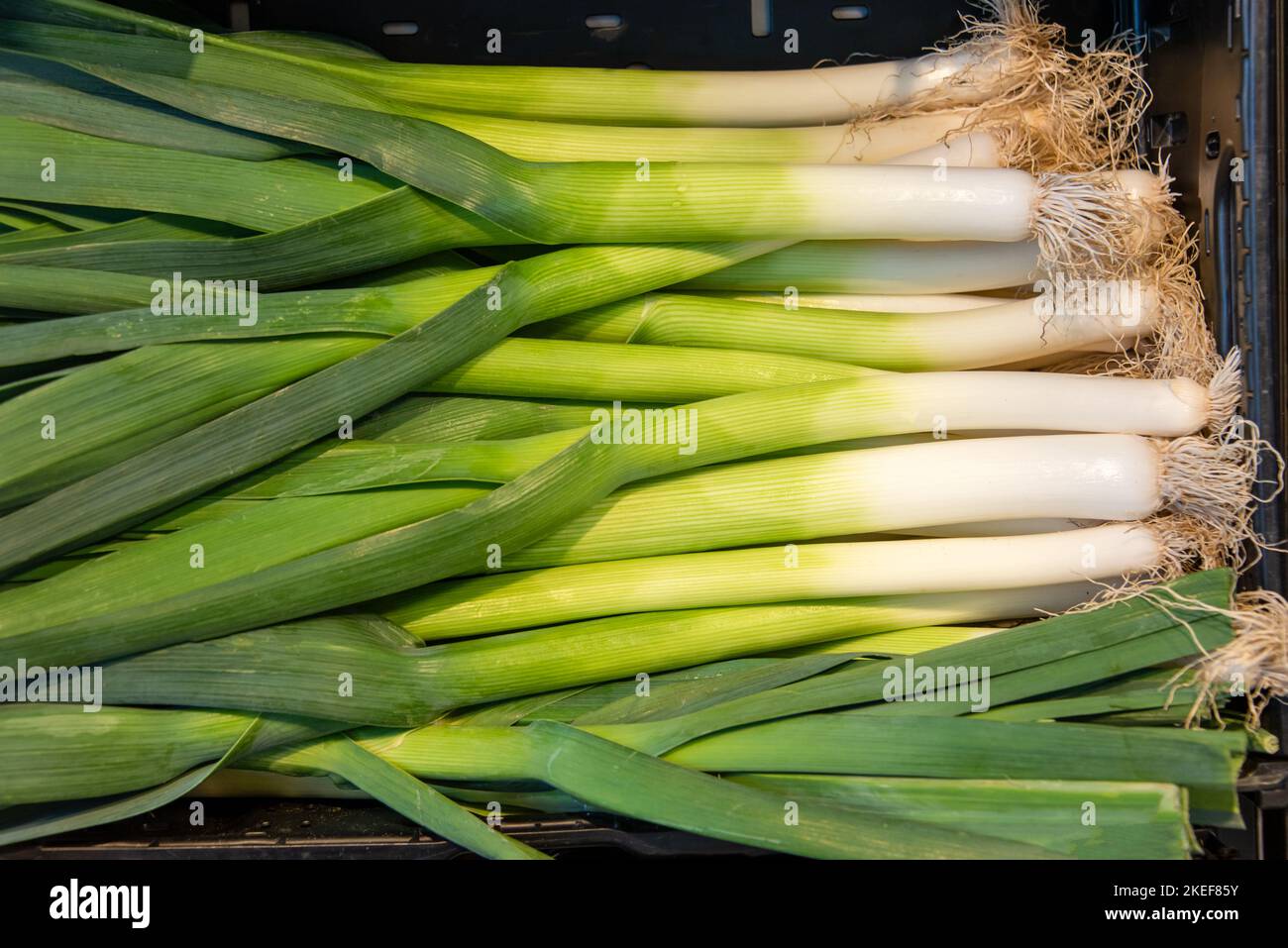 Fresh leeks on display at the market. Leek as a background, fresh ...