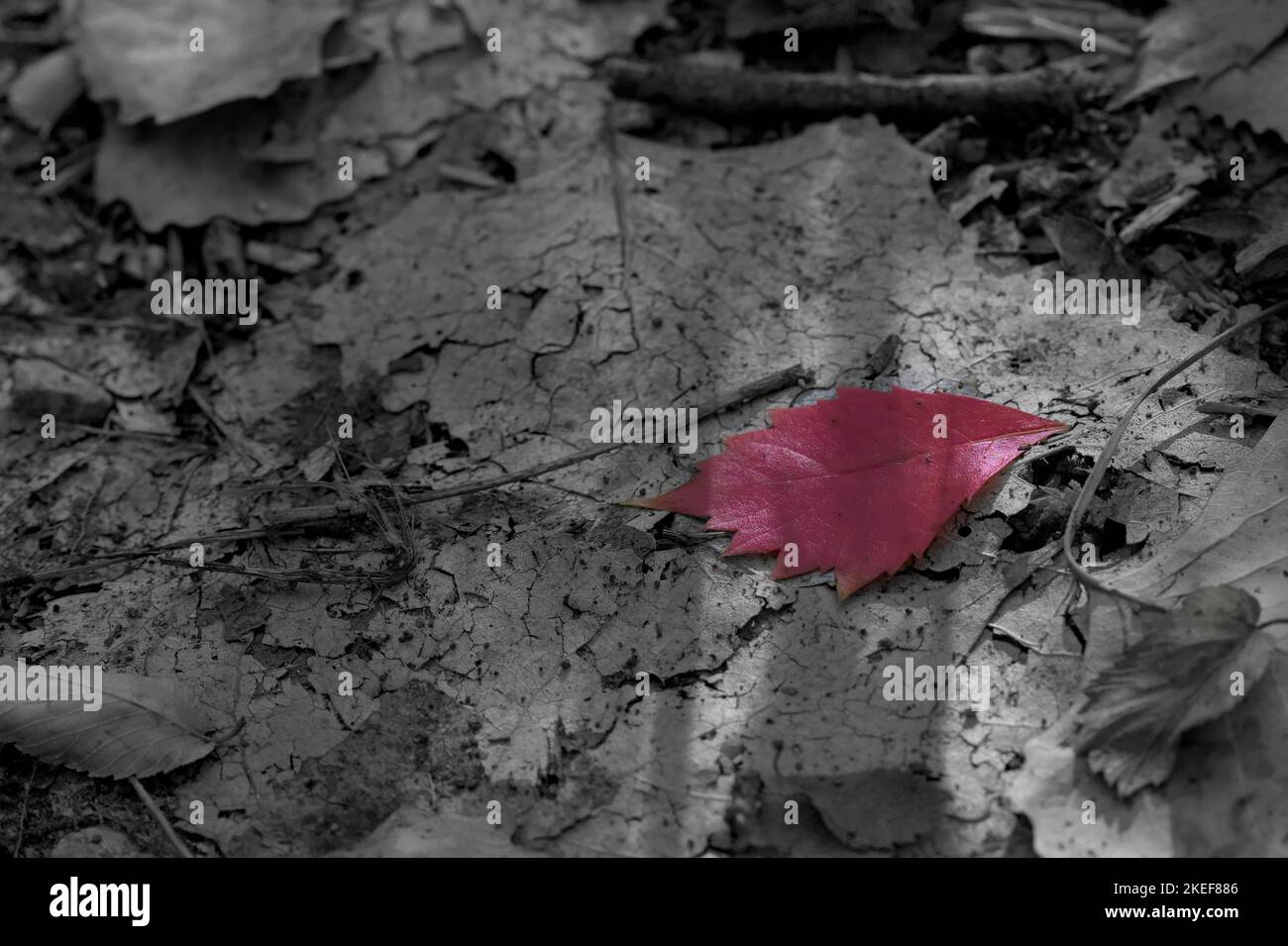 A selective color of a red fallen leaf on a ground covered in foliage ...