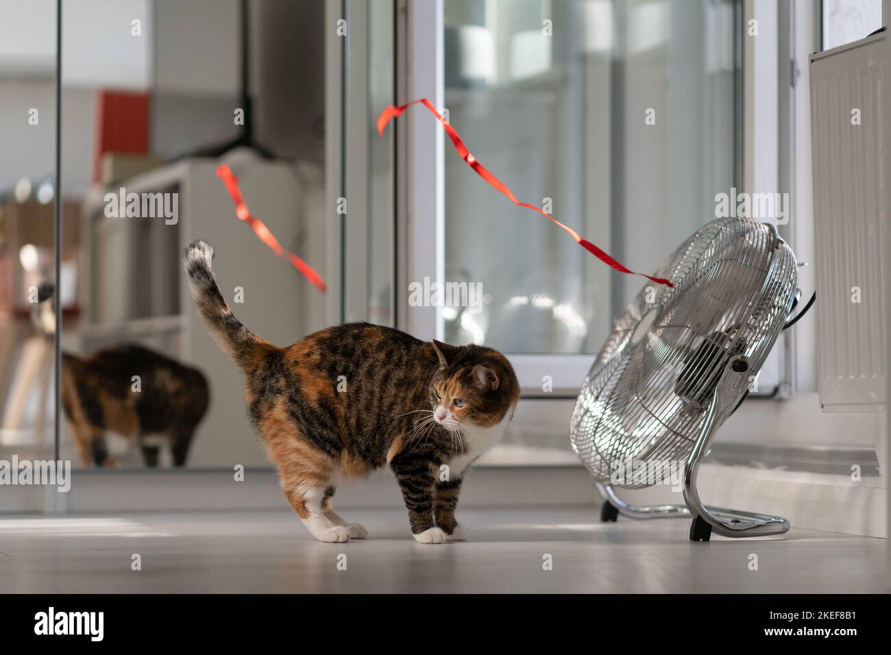 Active playful domestic cat stands near fan and looks around in search ...