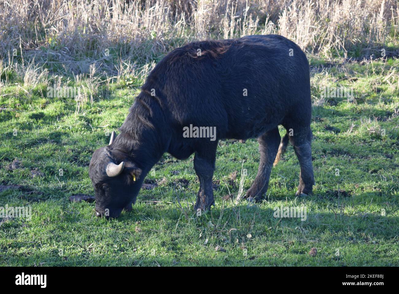 water buffalo herd in the swampland Stock Photo - Alamy