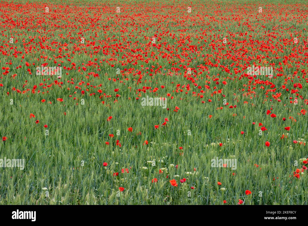 Plant field scenery hi-res stock photography and images - Alamy